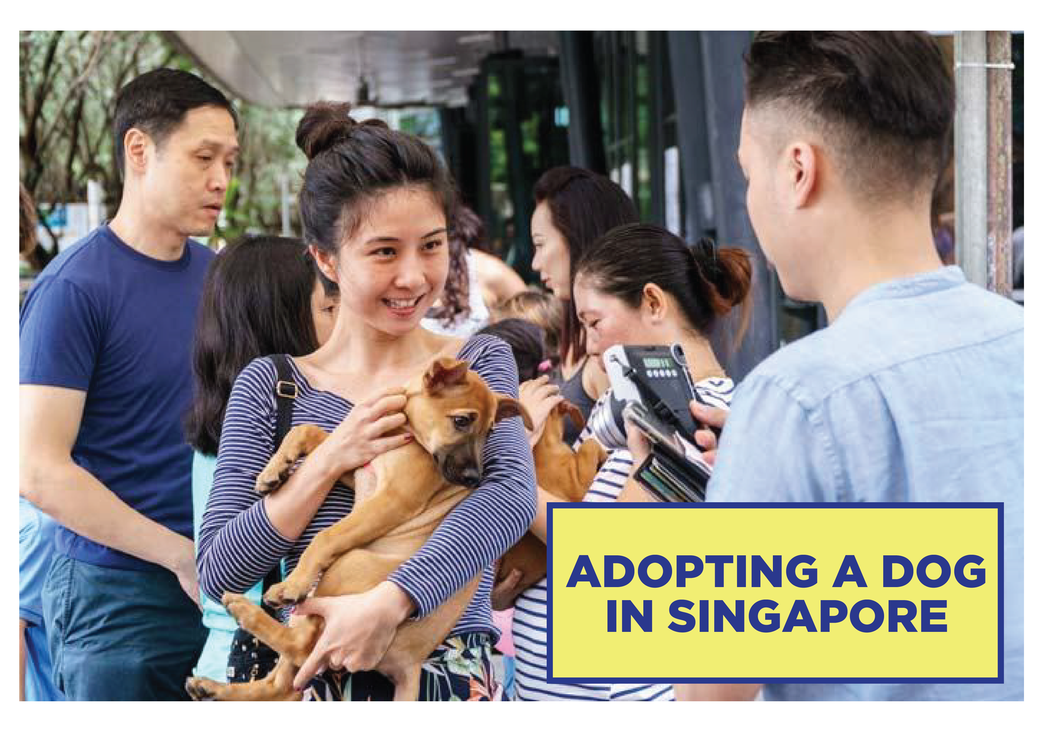 How to Adopt a Dog in Singapore – Lifeguide.sg